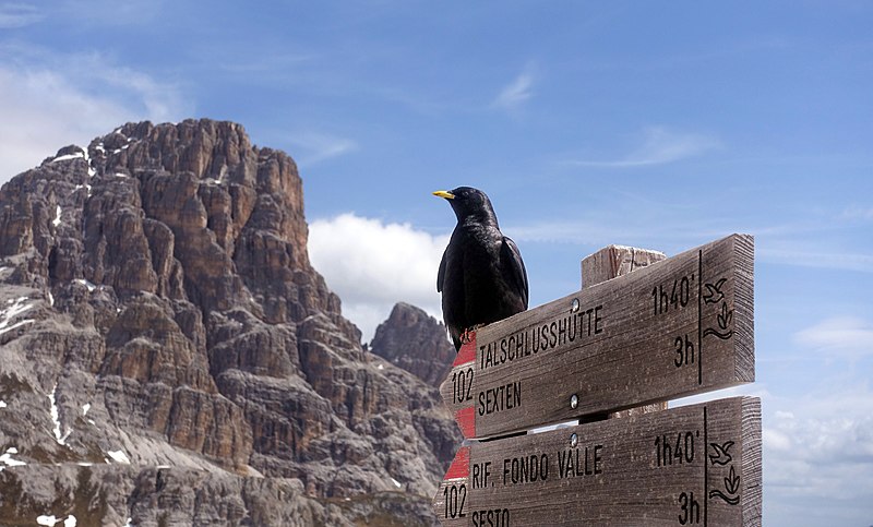 Alpine Wildlife Notes: Alpine Chough –Pyrrhocorax Graculus