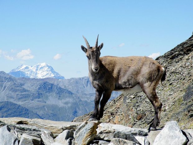 Alpine Wildlife Notes: Alpine Ibex –Capra Ibex - White Marmotte